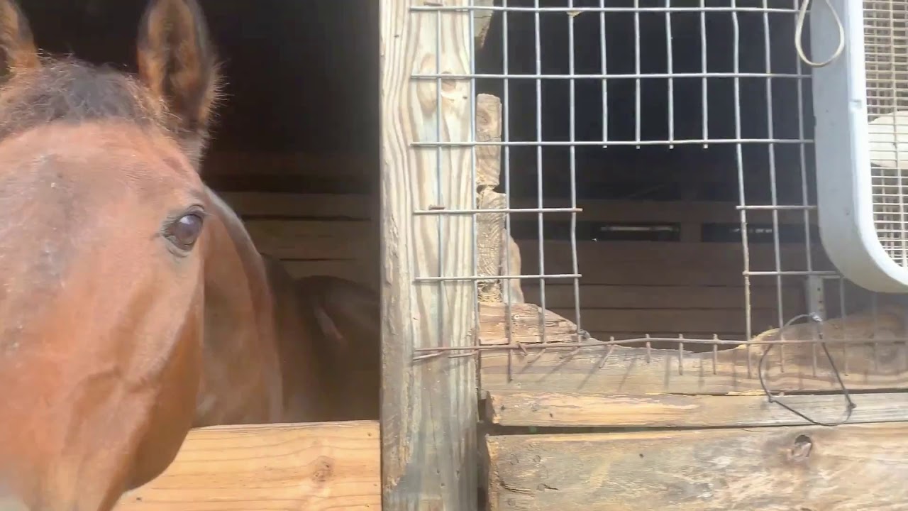 Sun Valley Arabians - YouTube