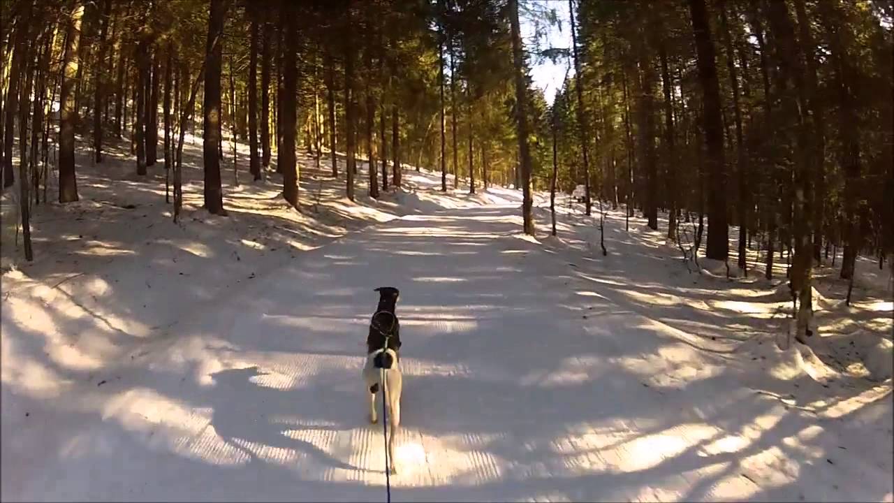 2015 IFSS 1-Dog Skijor - YouTube