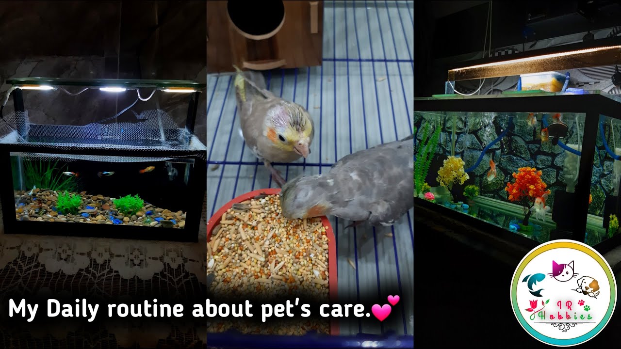 My Daily routine 😀 | How to keep pets fish and birds | pets care # ...