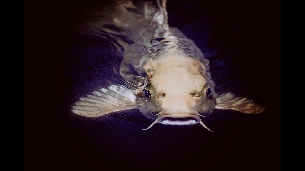 POLE FISHING FOR F1 Carp at Wassel Grove fish with bish - YouTube