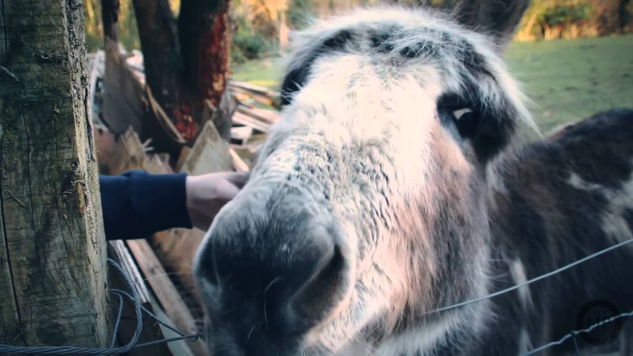 Pigeon Hole Wood in Cong (Coill Pholl Na Gcolm) - YouTube
