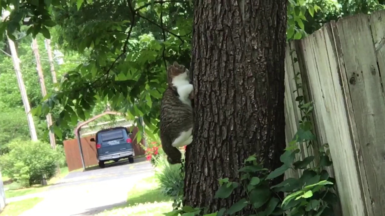 Cat try to get off of the tree - YouTube
