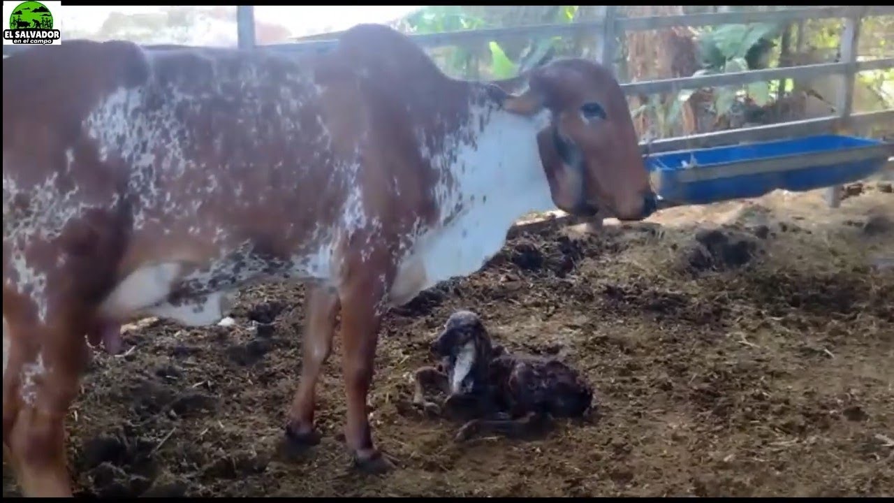 Vacas recién paridas Vacas puras y novillas disponibles finca la casona ...