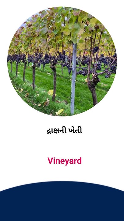 Vineyard meaning in Gujarati - English Dictionary - YouTube