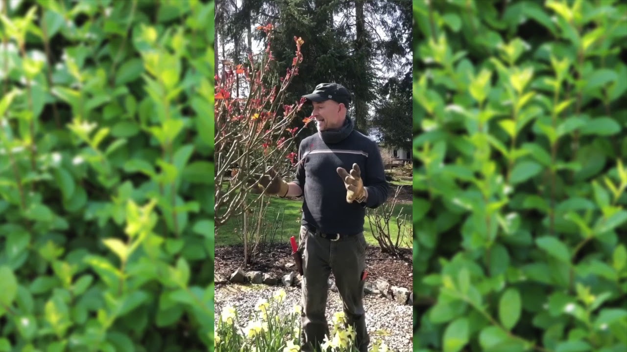 Spring Prune on our Pope Tree Rose - YouTube