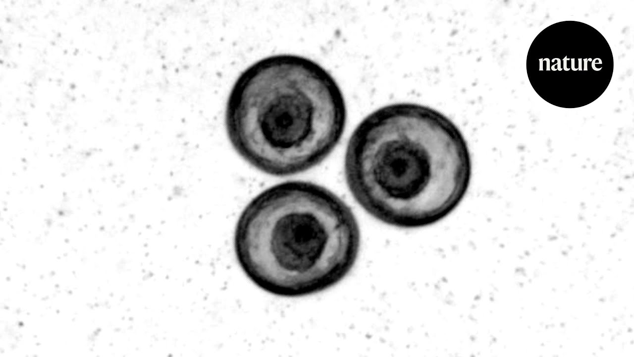 How starfish embryos become living crystals - YouTube