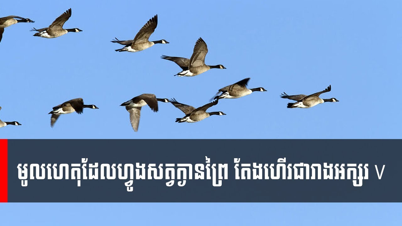 7 Habits - Reasons Why Wild Geese Flying in V Shape Formation in Khmer ...