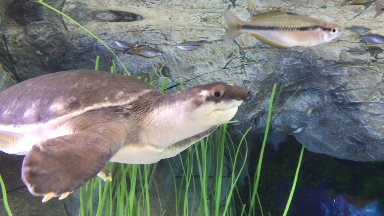 Carettochelys Insculpta - Fly River Turtle - YouTube
