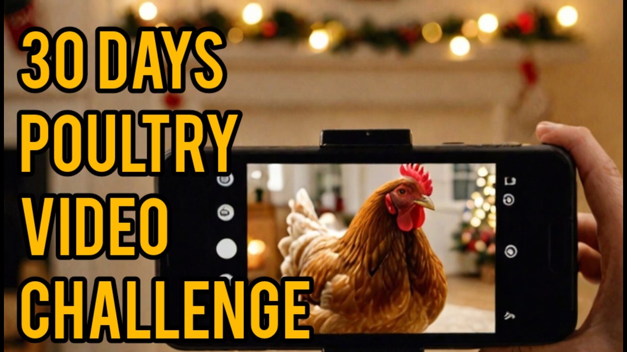 I'M Documenting 30 Days of Poultry Videos for Vlogmas! - YouTube