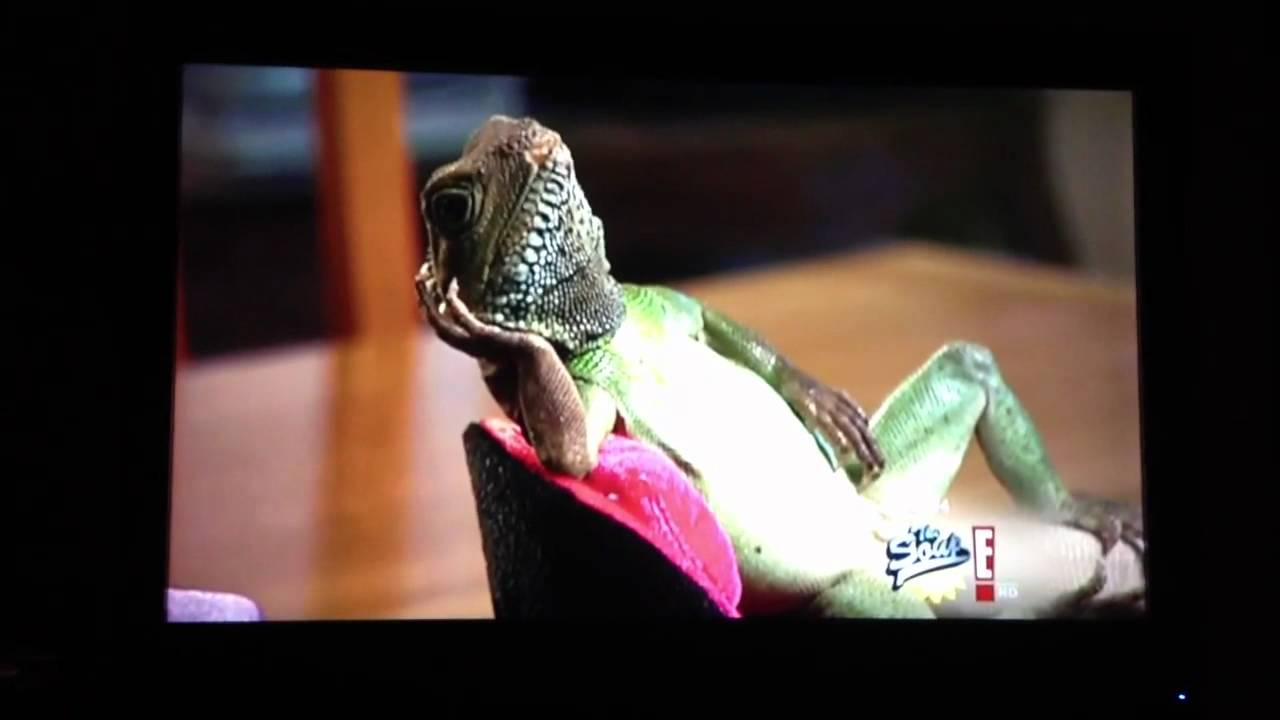 The Soup - Freaky Lizard Guy - YouTube