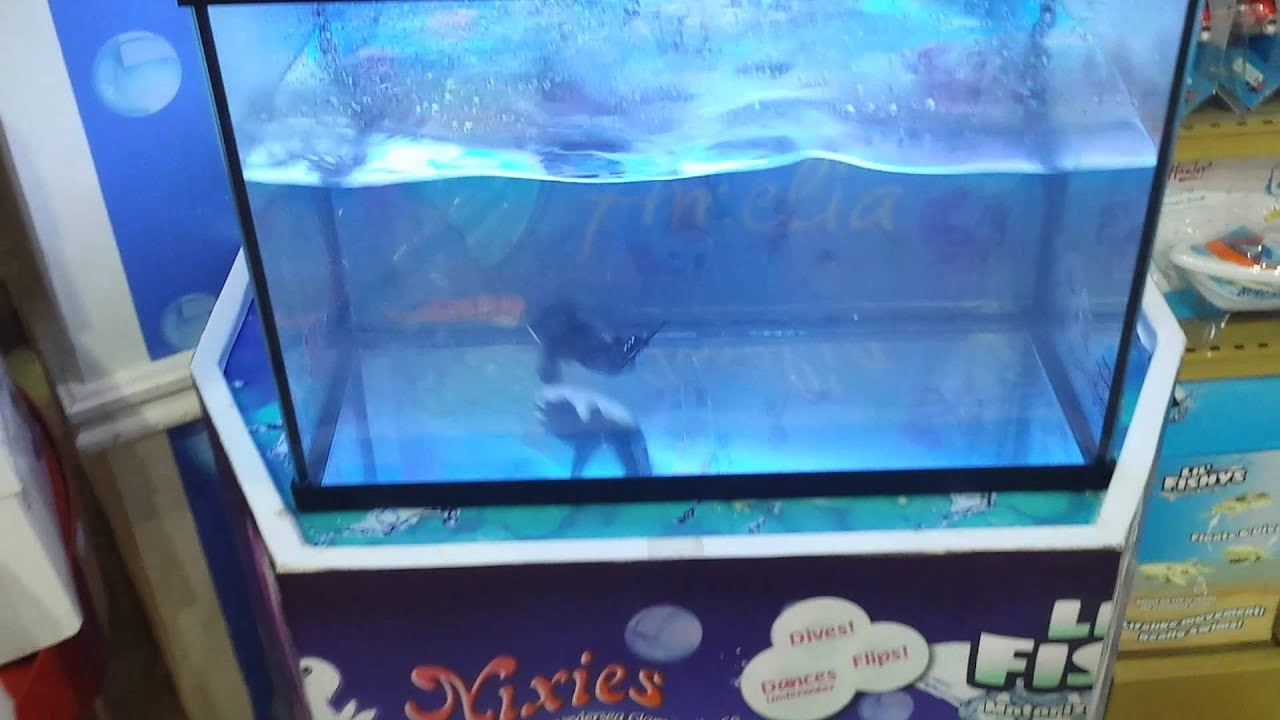 Toy dolphin & frog - YouTube