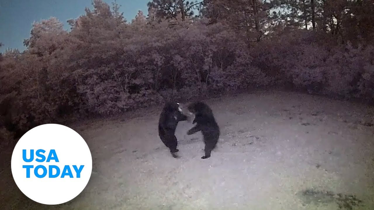 They got moves! Camera captures two bears 'dancing' with each other ...