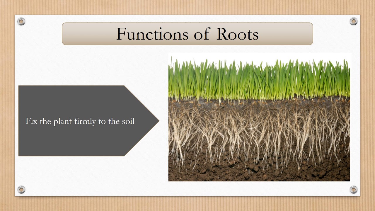 Functions Of Roots YouTube functions-of-roots-youtube