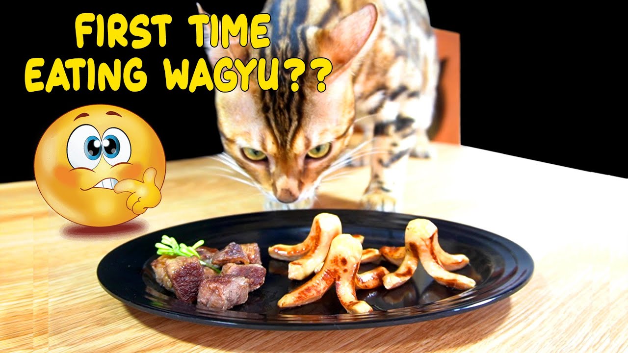 FIRST TIME EATING WAGYU FOR CAT | NEVS CAT - YouTube