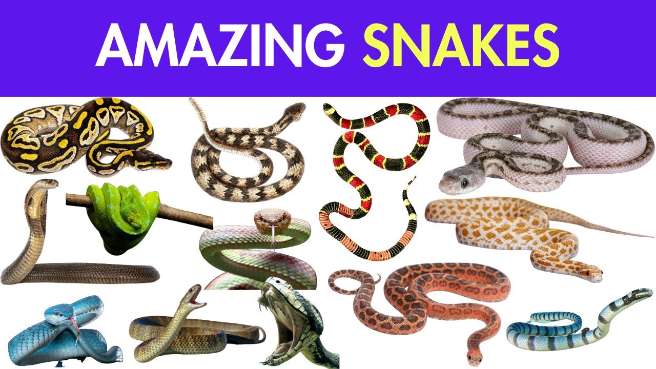 Watch These Amazing Snakes Before They Vanish Forever! - YouTube