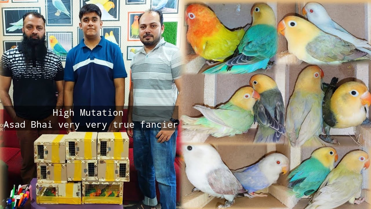 Love Birds High Mutations | 2023 Lovebird Mutation | Future Pairings ...