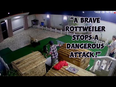 !Hero Rottweiler Saves Worker from Unexpected Attack Caught on CCTV!#dog  #rottweiler  #dogloverdogs