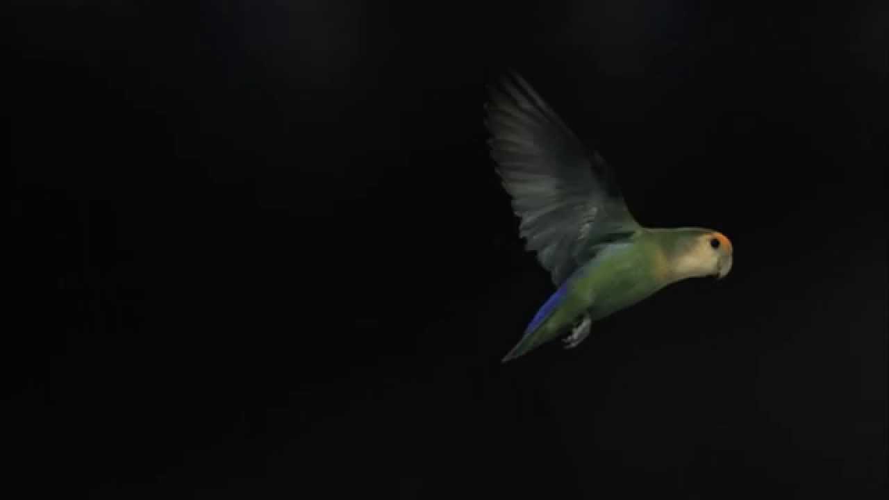 Love Bird Flying