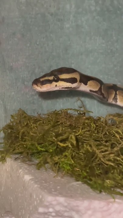 Big Ball Python Yawn! 🐍🔥 - YouTube