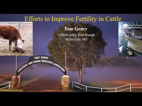Dr. Tom Geary: Efforts to improve fertility in cattle - YouTube