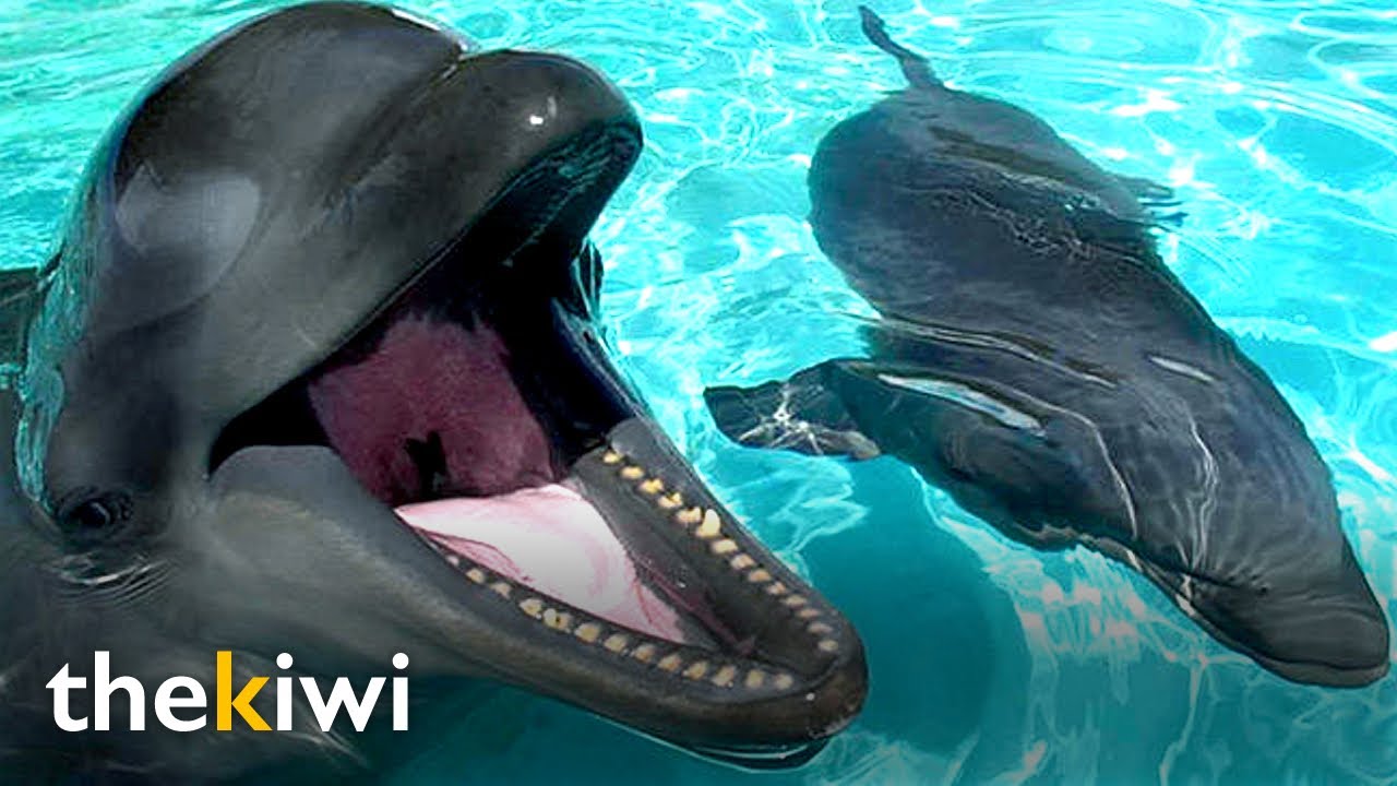 Wholphin: The aquatic mixture of a whale and a dolphin - YouTube