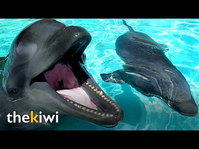 False Killer Whale Dolphin Hybrid