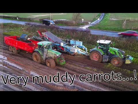 4Kᵁᴴᴰ Harvest 2024: Harvesting carrots in very muddy conditions! Fendt ...