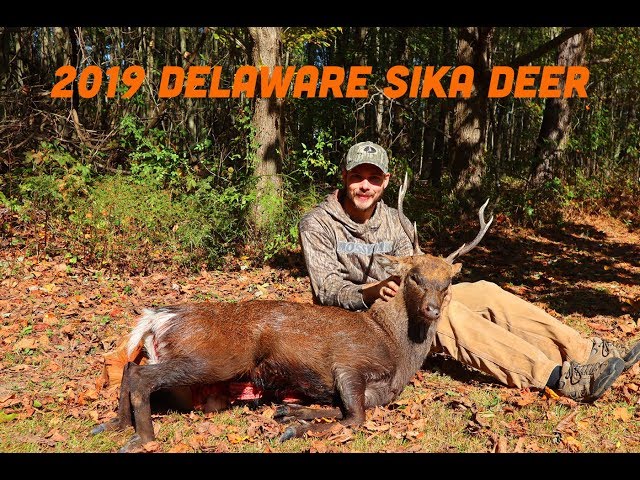 Sika Deer Hunting In Delaware Sika Deer Hunting In Maryland DOA