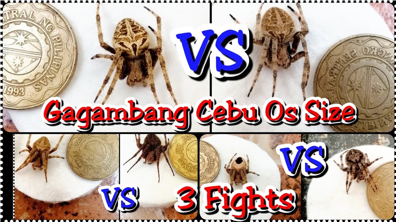 Laban ng Gagamba - Os Size | Spider Fight | 3 Fights - YouTube