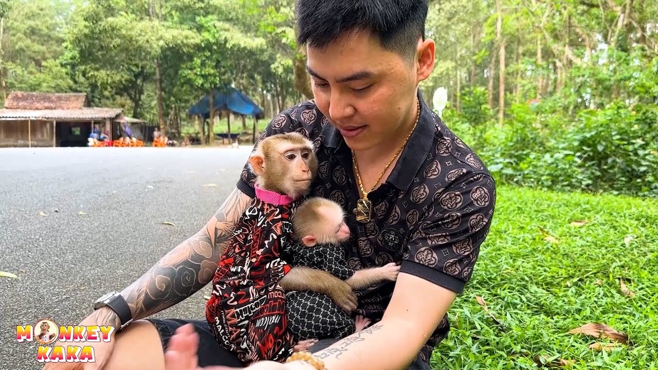 Monkeys Kaka and Mit are comfortable with Dad in the forest. - YouTube