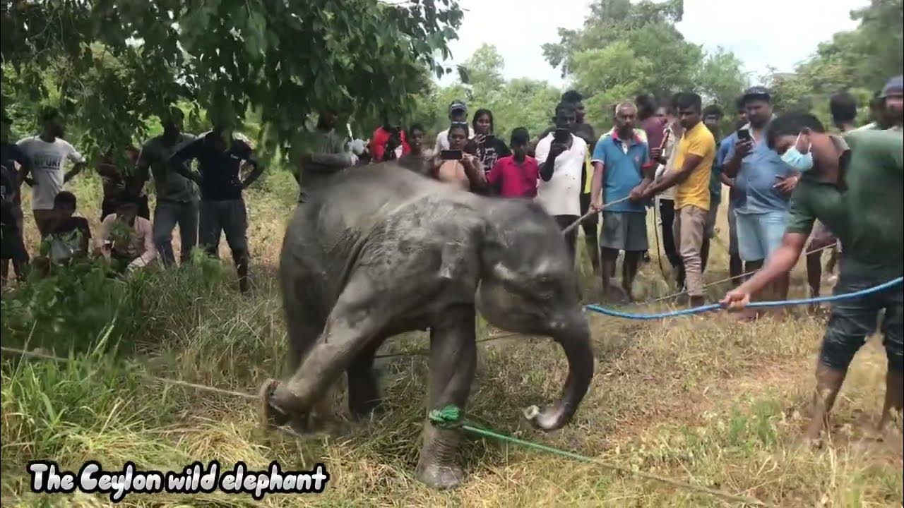 Rescuing the baby elephant whose mother died #baby #babyelephant # ...