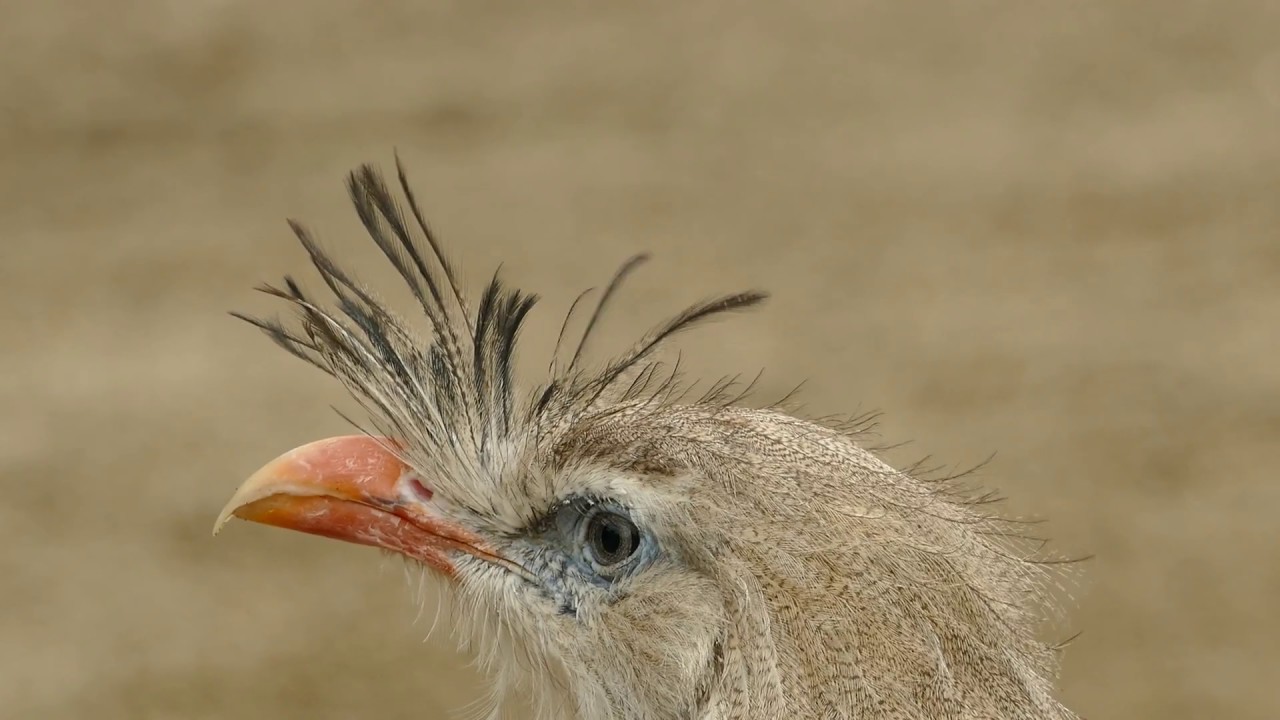 Seriema (Cariamidae) / Vögel / Birds / Intelligent Zoom / I-Zoom / 4K ...