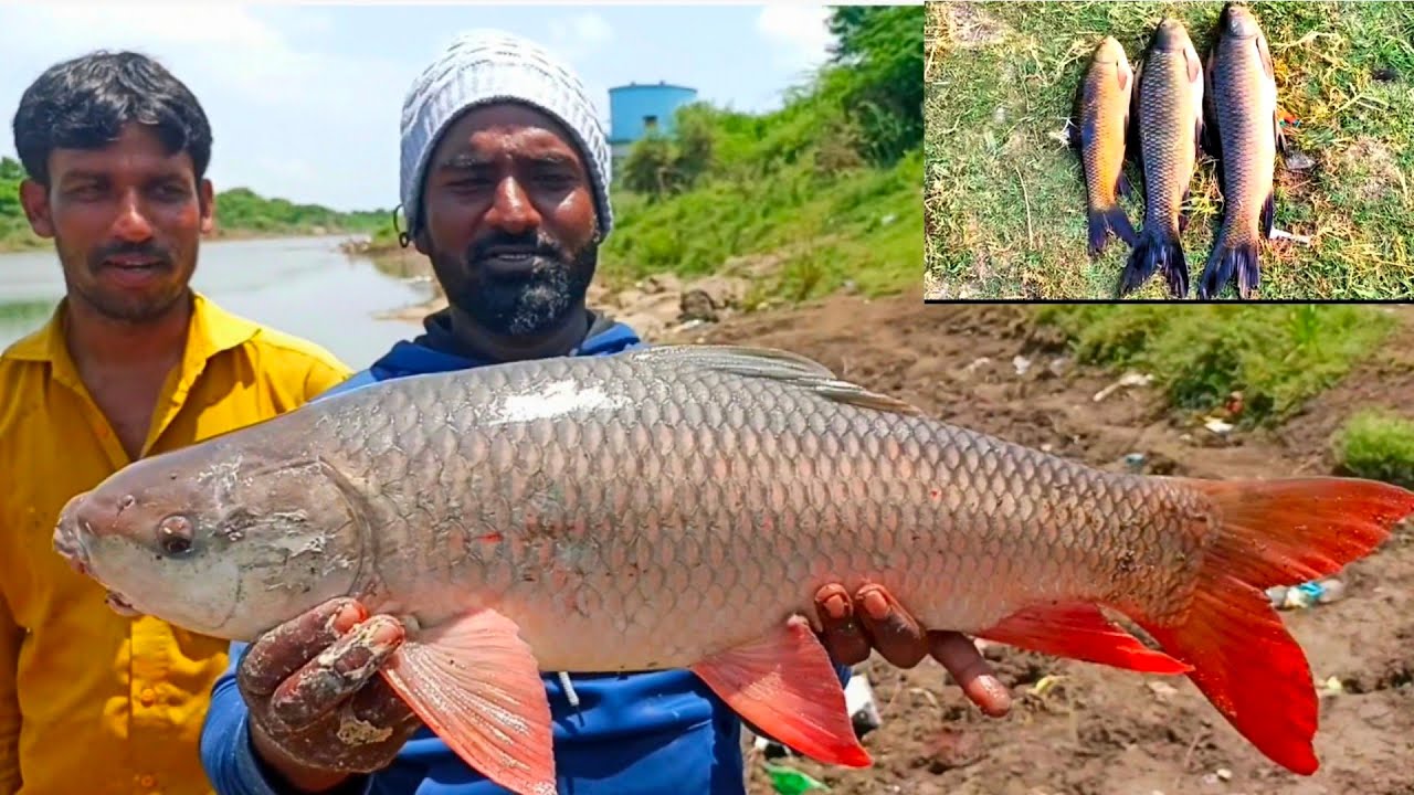 Best Hook Fishing videos | Rohu Fishing | Giant Carp Fish Catching ...
