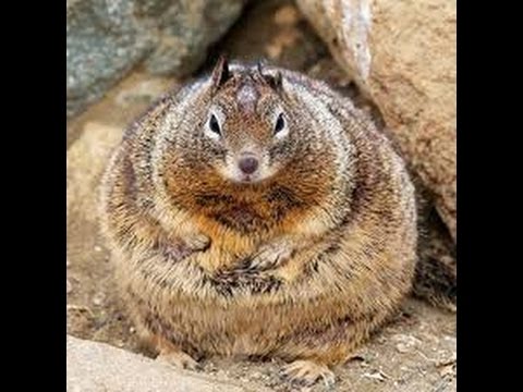 the world's fattest animal's - YouTube