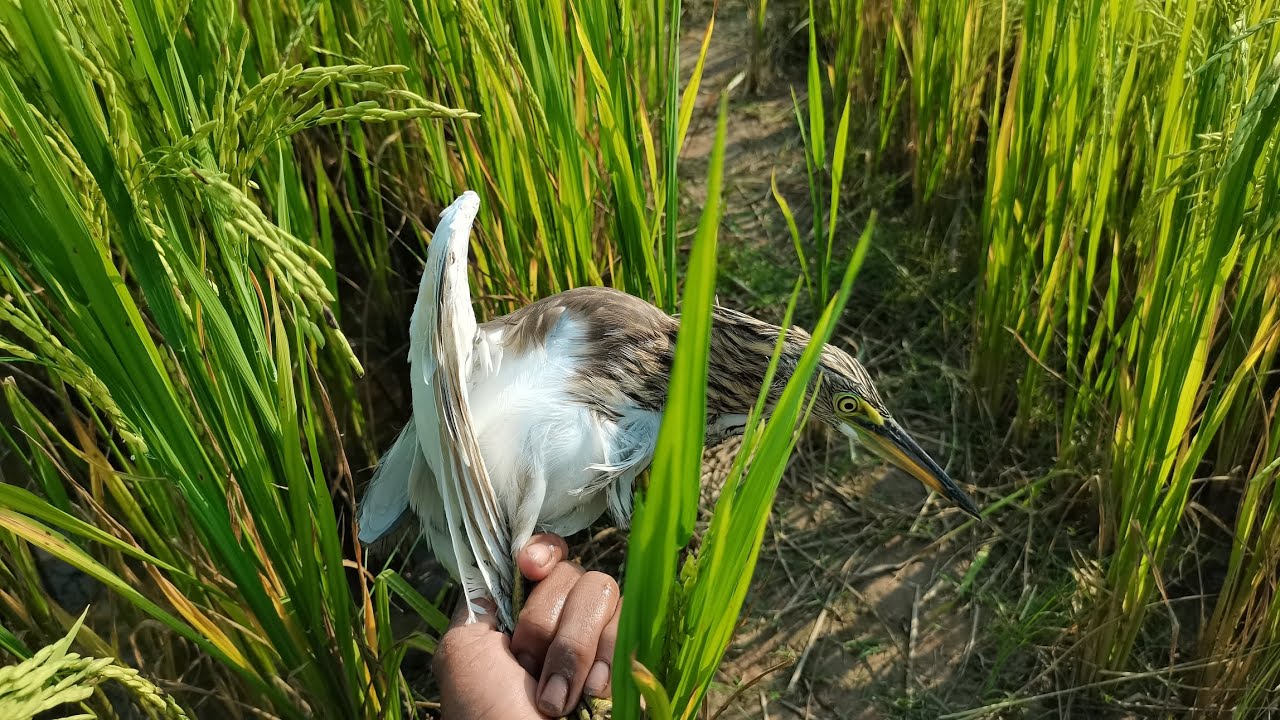 Kok cotten caught in trap in the field #birds #kok #animation #wildlife ...