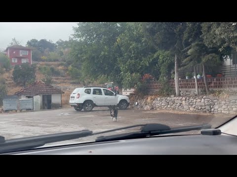 BORDER COLLIE LUCY Yİ SOKAKTA BULDUM
