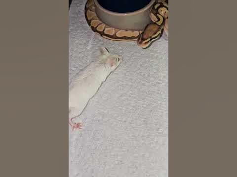 Baby Banana Butter Ball Python Strikes Fast - YouTube