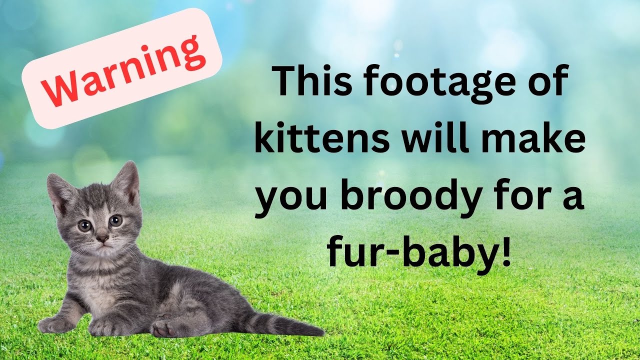 Cute video of Kittens to make you broody for a fur baby! Cat lovers ...