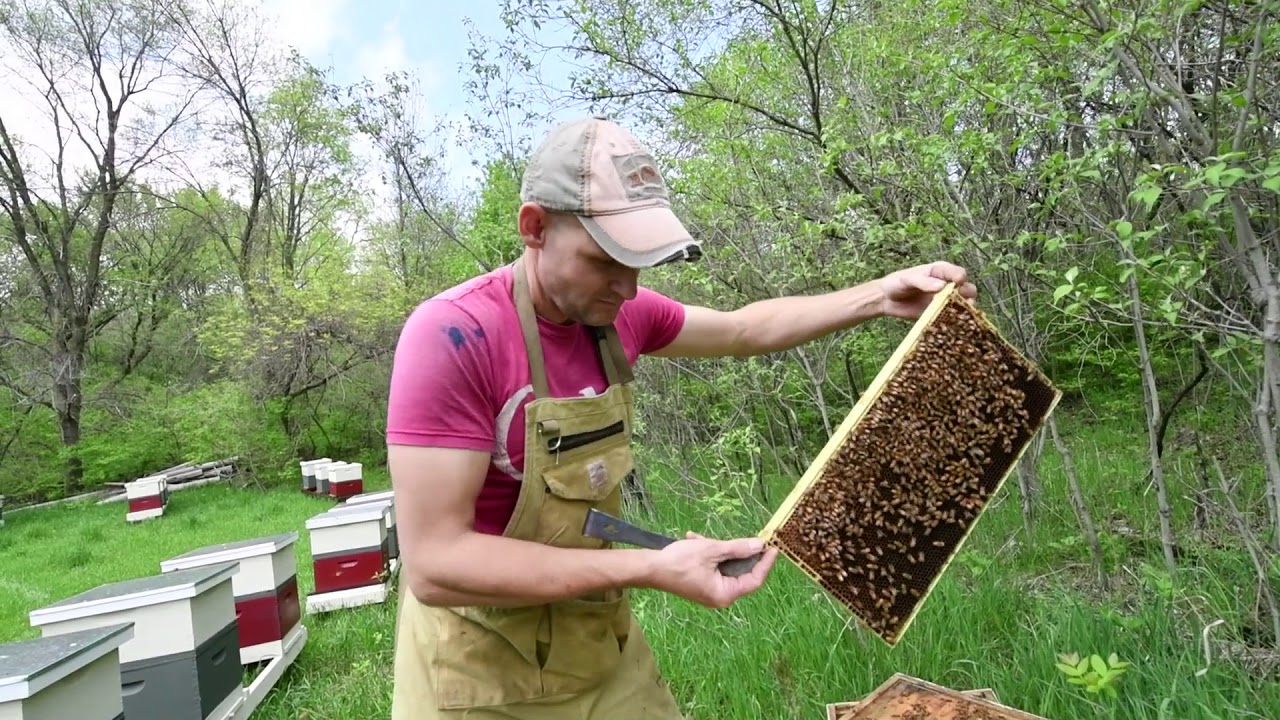 Wild Hill Honey rebuilds apiary - YouTube