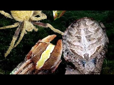 ang lalaki nga ng gagamba Pati gagambang melon ang lalaki rin#gagamba# ...