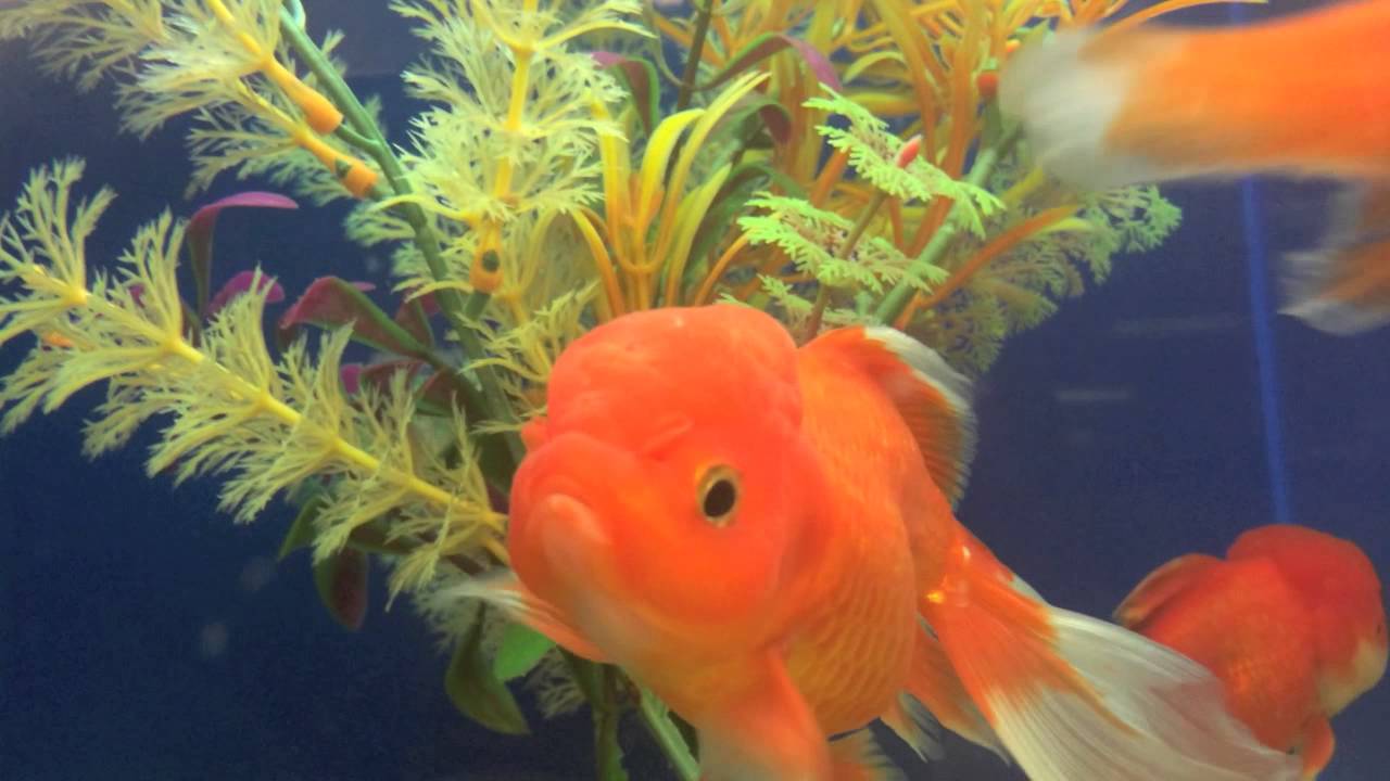 Fish Singing Oh Happy Day from Sister Act - YouTube