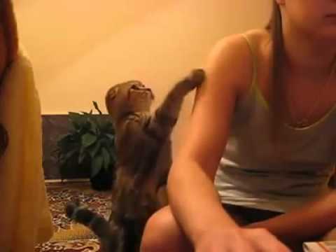 FUNNY CAT VIDEOS Sapık Kedi Kızı Taciz Ediyor :)