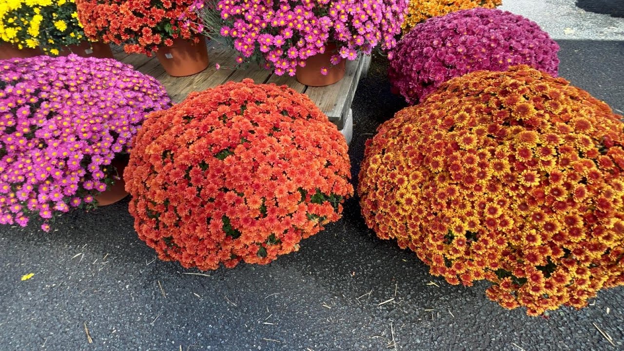 Mums & Pumpkins Show - YouTube