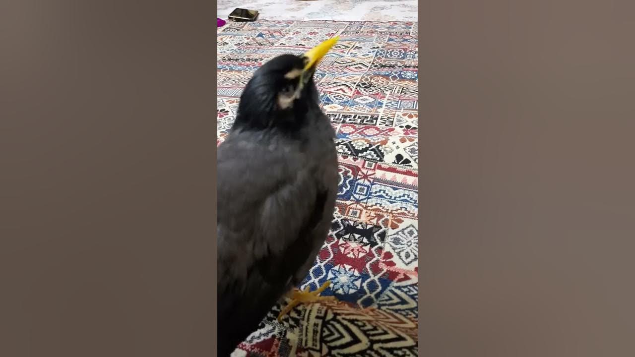 مرغ مینای جنگجو مرغ مینای سخنگو حرف زدن مرغ مینا Mynah Myna Youtube