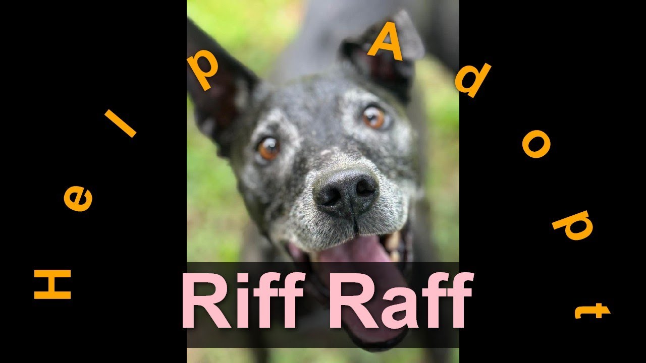 🐾Help adopt Riff Raff! Dog / Australia / Cairns / RSPCA Queensland🐾 ...