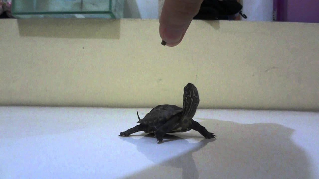 Standing turtle - YouTube