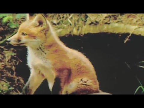 Teletubbies: Fox Cubs (My Version)