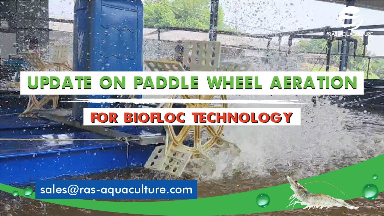 Indoor Shrimp Farming with Paddle Wheel Aerators? | PART 2 Update - YouTube