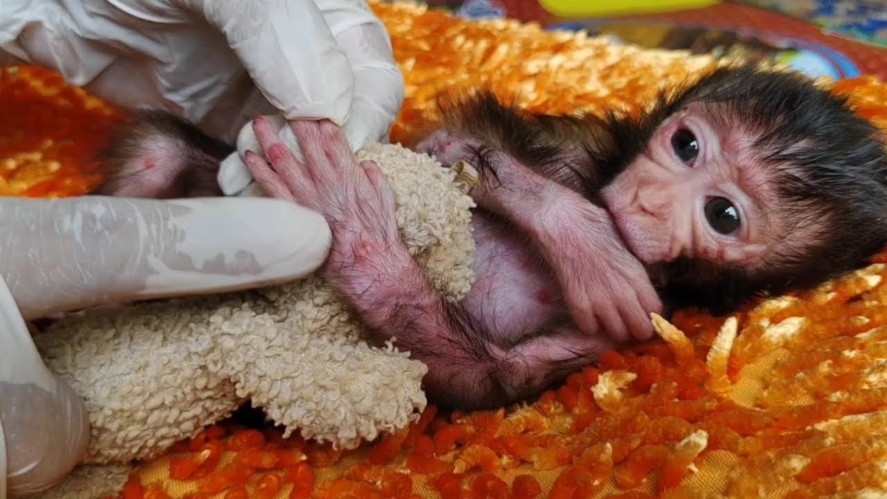 schedule for administering topical ointment to newborn monkeys, so that ...