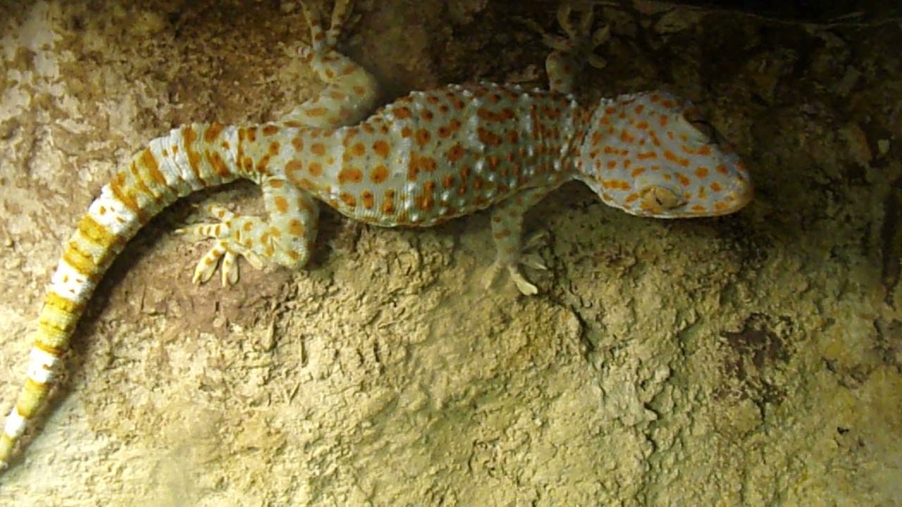 " little bitch " - female Tokeh (Gekko gecko) defends territory - YouTube